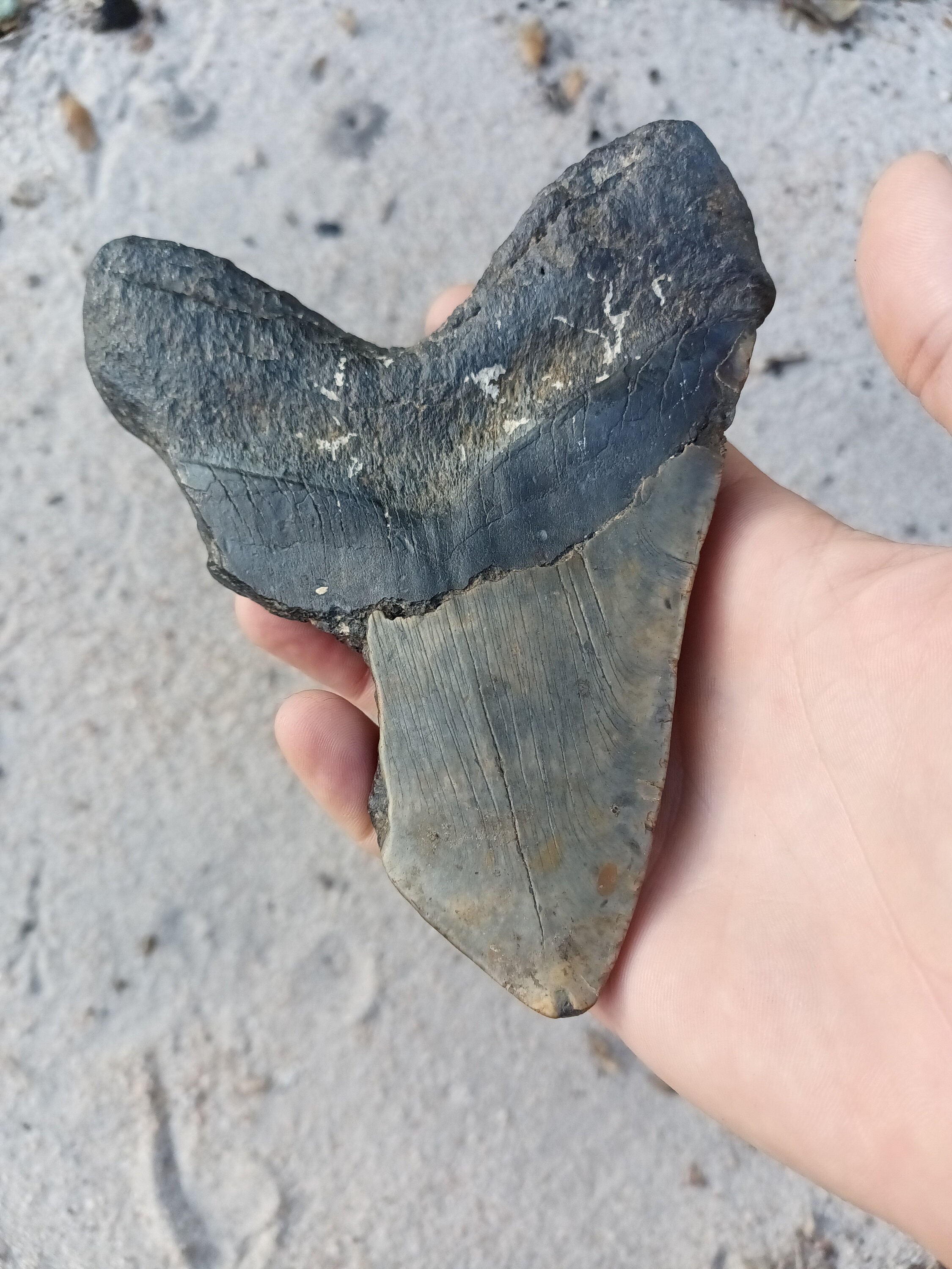 Megalodon Tooth 5.75 Inches. Real Fossil Megalodon Shark Tooth ...