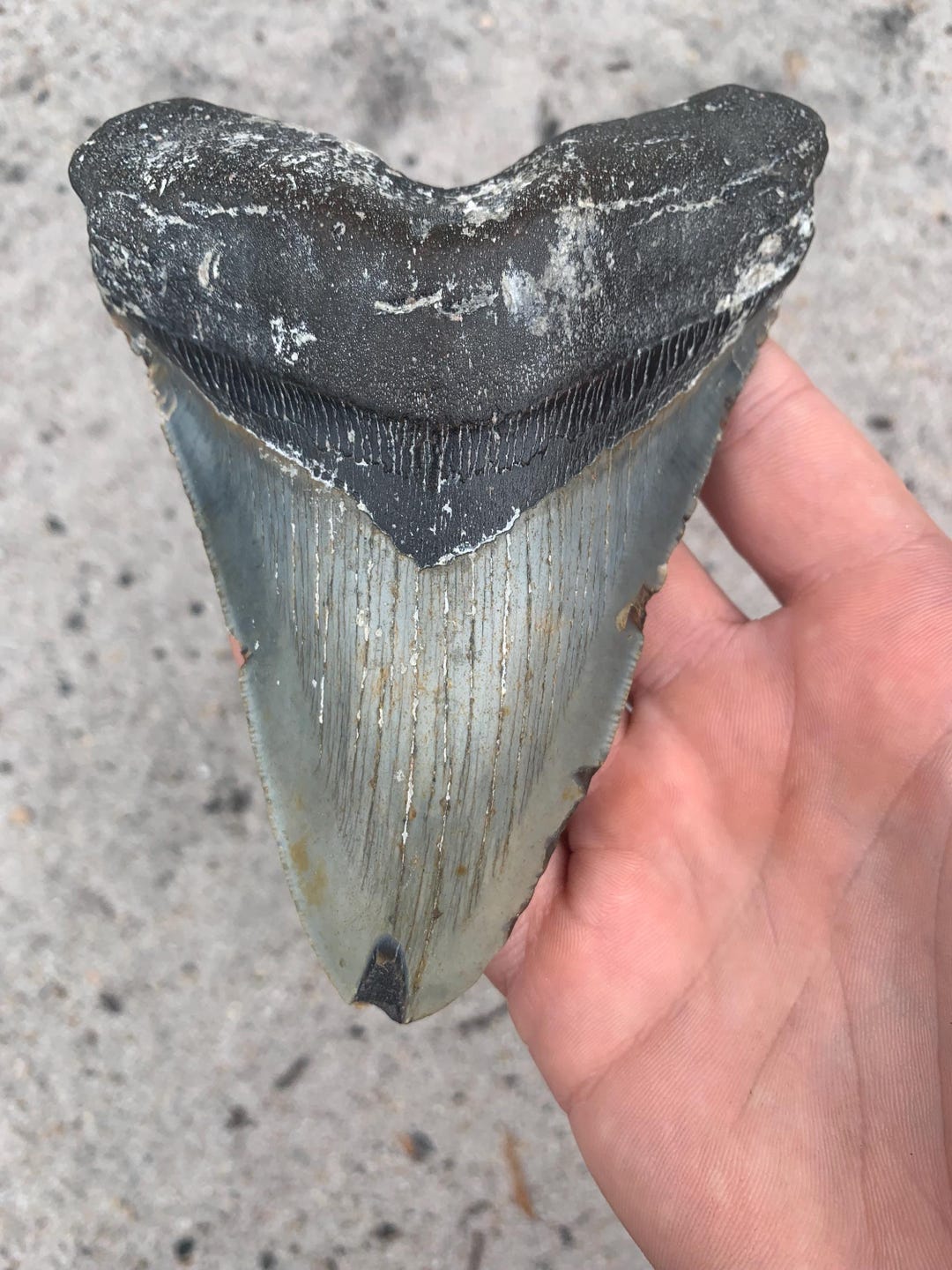 Megalodon Tooth - 5.41 Inches. Real Fossil Megalodon Shark Tooth ...