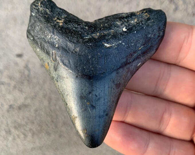 Megalodon Tooth - 3.0 Inches. Real Fossil Megalodon Shark Tooth ...