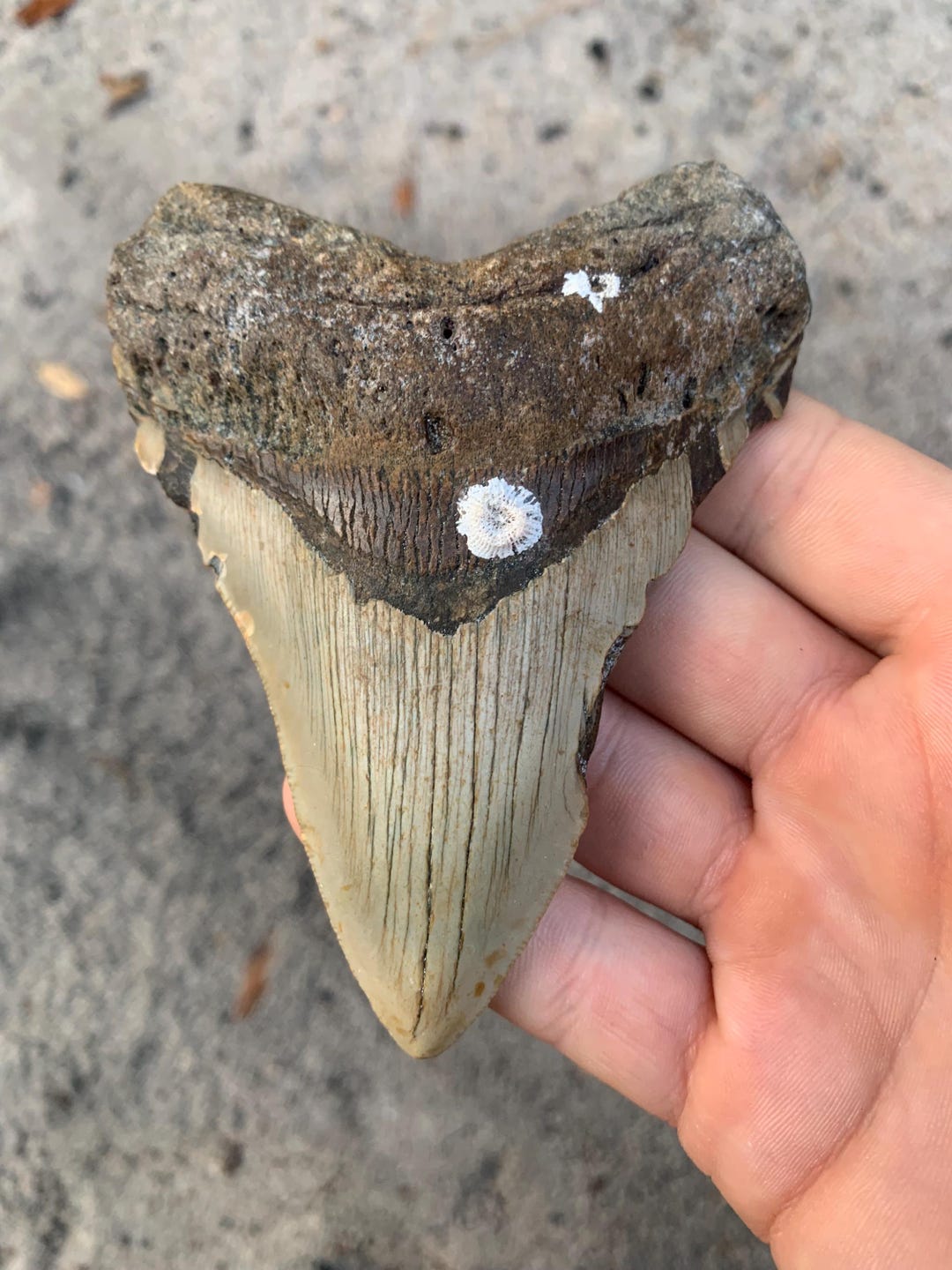 Megalodon Tooth - 4.22 Inches. Real Fossil Megalodon Shark Tooth ...