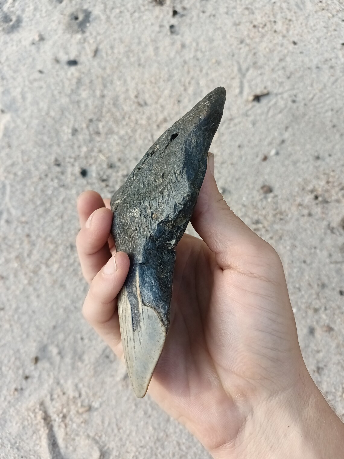 Megalodon Tooth 5.75 Inches. Real Fossil Megalodon Shark Tooth ...