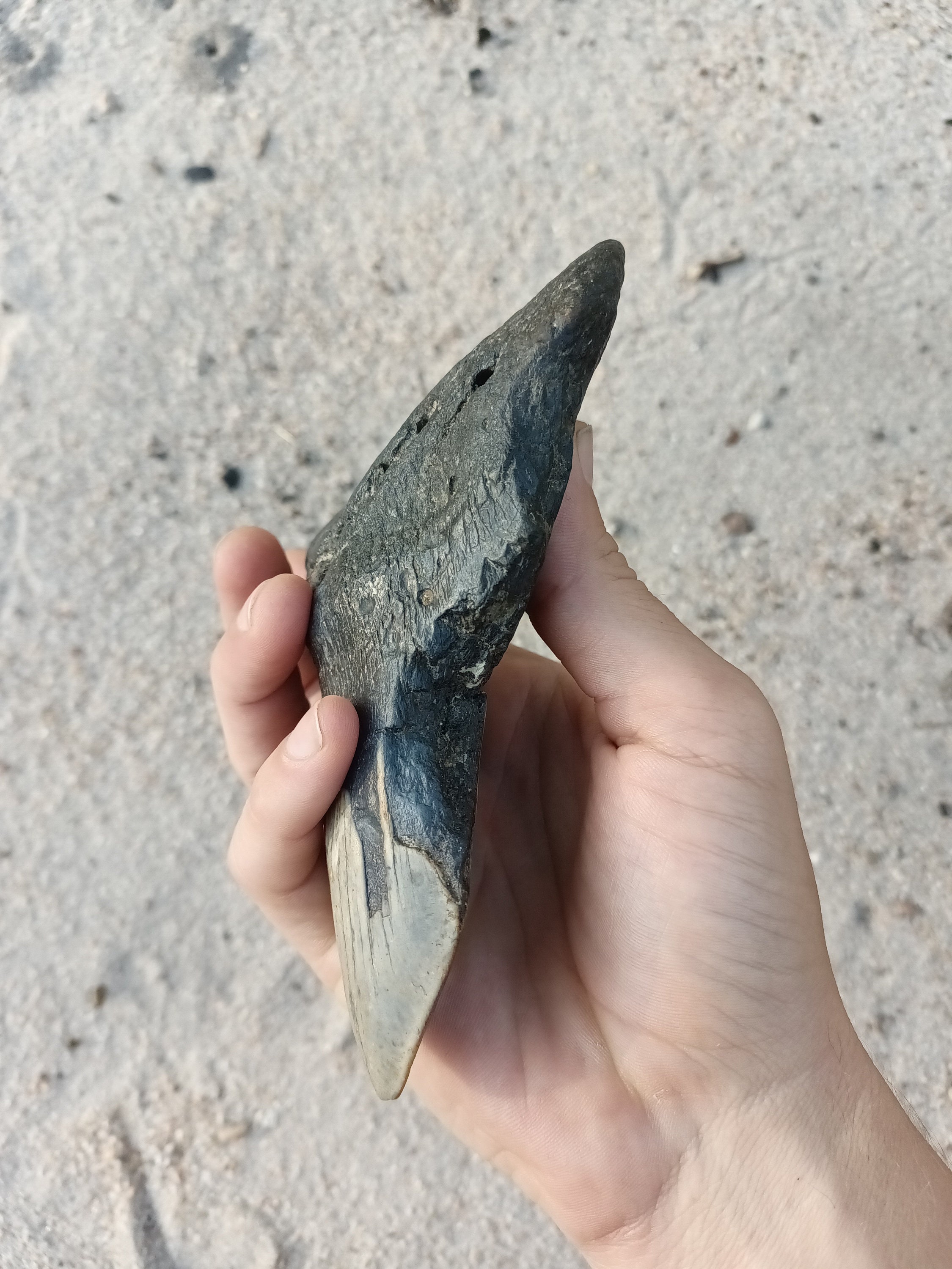 Megalodon Tooth 5.75 Inches. Real Fossil Megalodon Shark Tooth ...