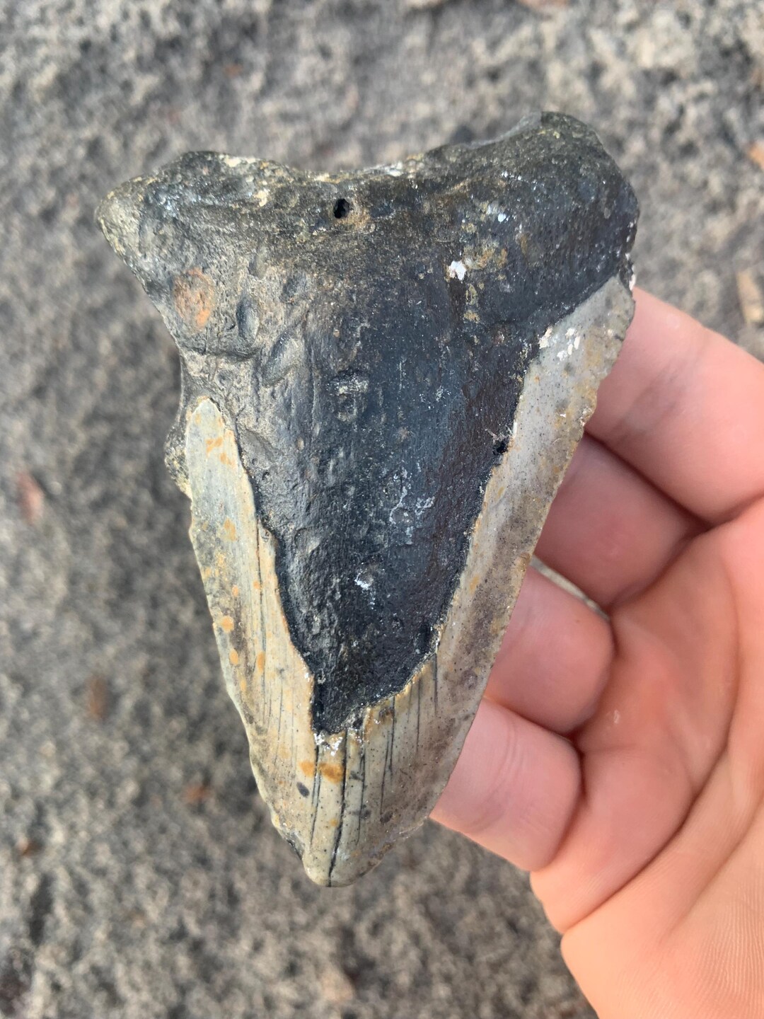 Megalodon Tooth - 4.2 Inches. Real Fossil Megalodon Shark Tooth ...