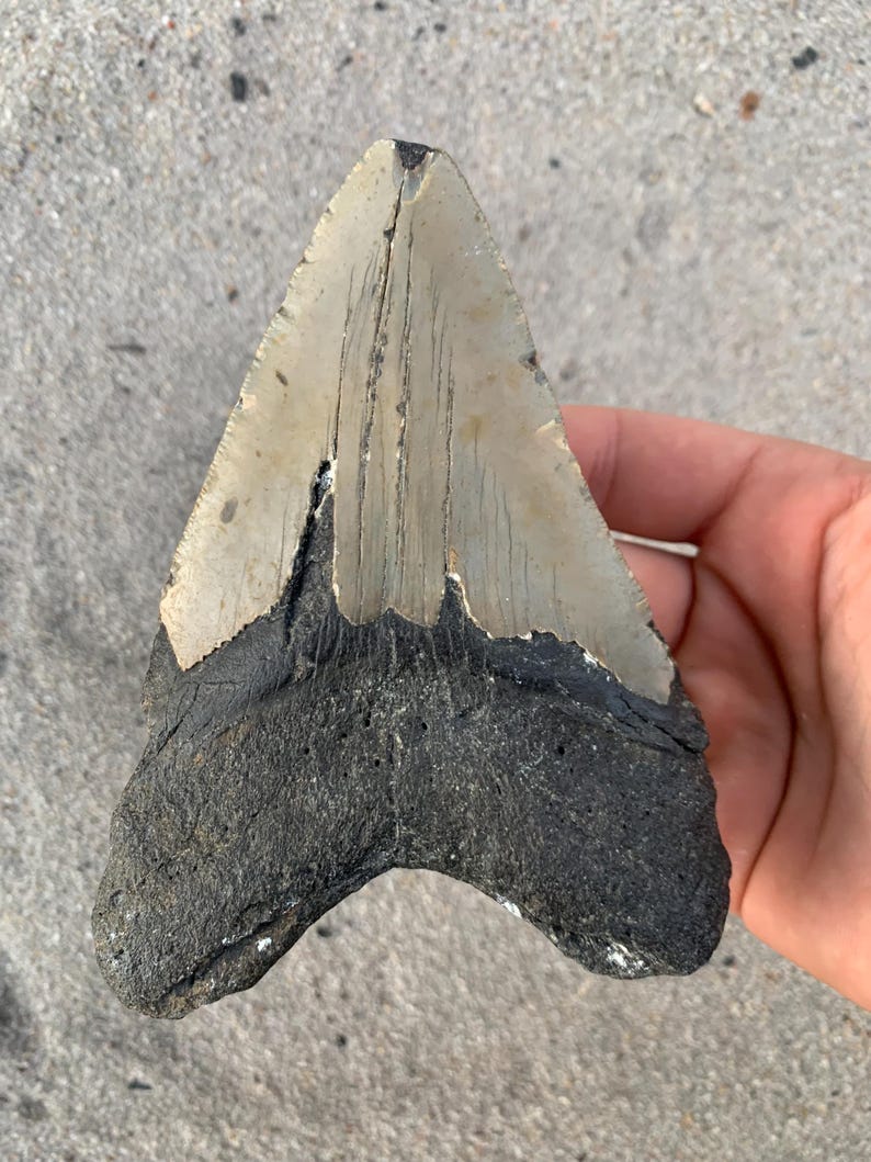 5.39 Inch Megalodon Shark Tooth Fossil – Authentic, No Repair Meg Teeth ...