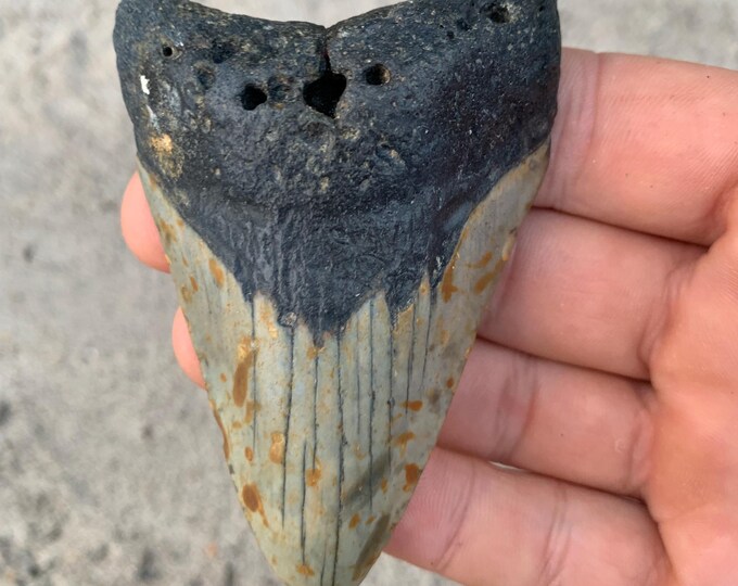 Megalodon Tooth - 3.45 Inches. Real Fossil Megalodon Shark Tooth ...