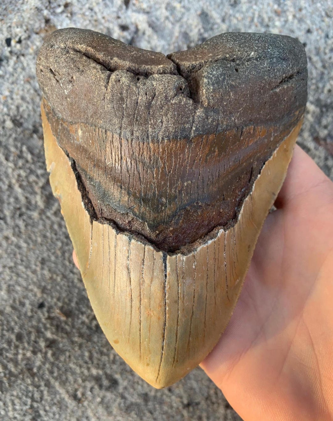 Megalodon Tooth - 5.90 Inches. Real Fossil Megalodon Shark Tooth ...