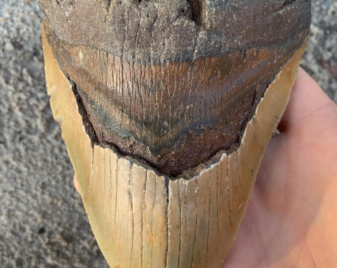 Megalodon Tooth - 5.90 Inches. Real Fossil Megalodon Shark Tooth ...
