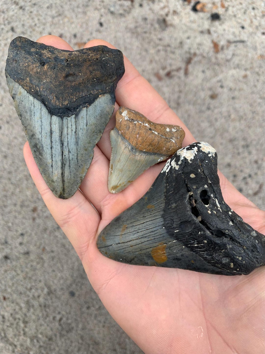 3 Megalodon Shark Teeth Fossils - Real Meg Tooth Bundle, Authentic, No ...