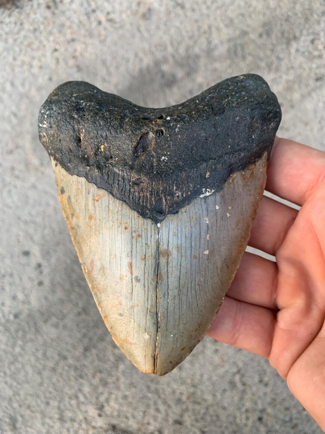 Megalodon Tooth - 4.86 Inches. Real Fossil Megalodon Shark Tooth ...