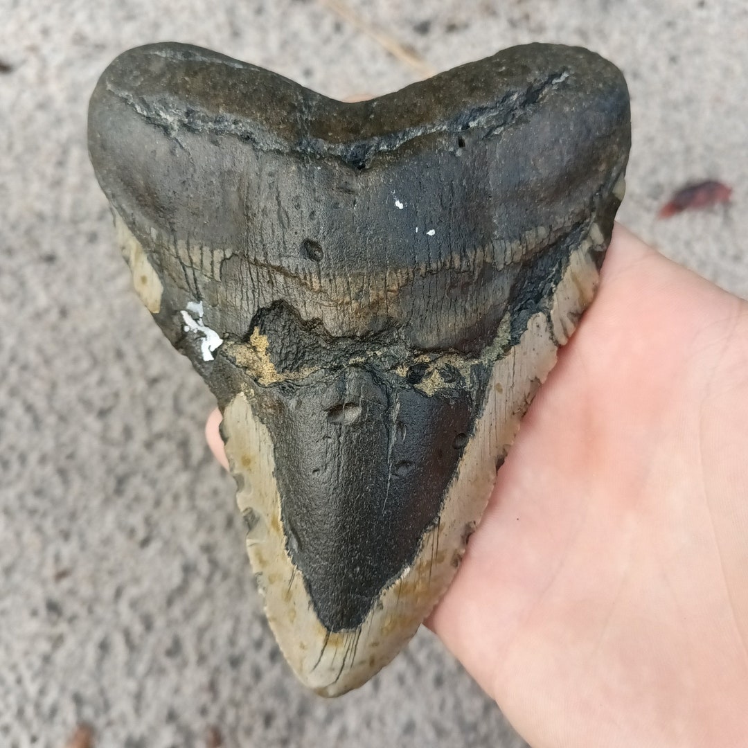 Megalodon Tooth - 5.5 Inches. Real Fossil Megalodon Shark Tooth ...
