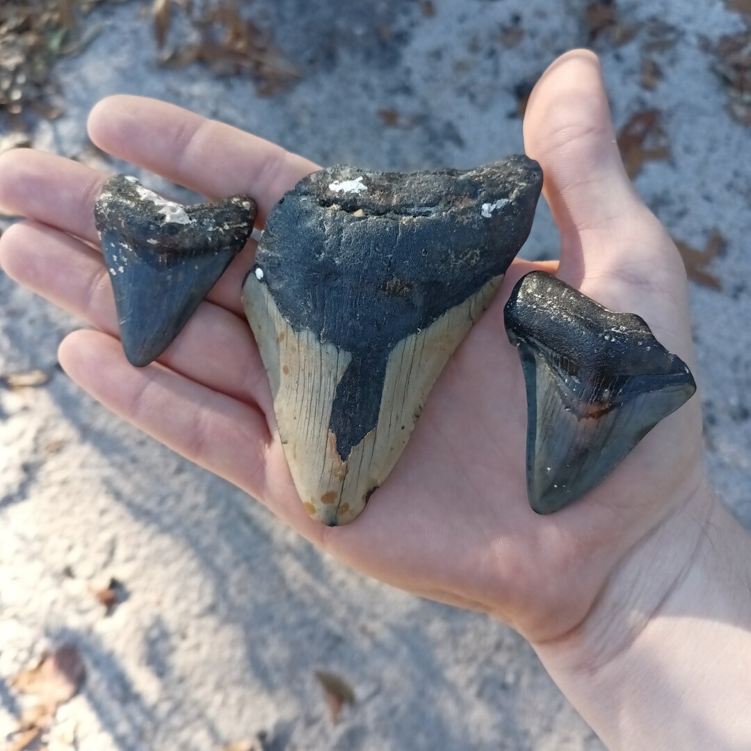 3 Megalodon Shark Teeth Real Fossil Megalodon Shark Tooth, Authentic ...
