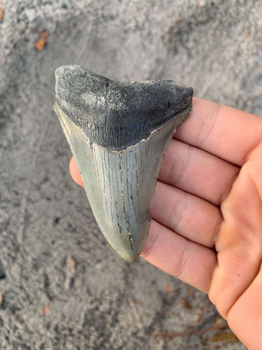 Megalodon Tooth - 3.58 Inches. Real Fossil Megalodon Shark Tooth ...
