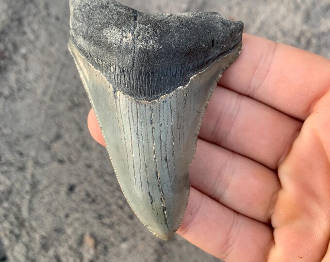 Megalodon Tooth - 3.67 Inches. Real Fossil Megalodon Shark Tooth ...