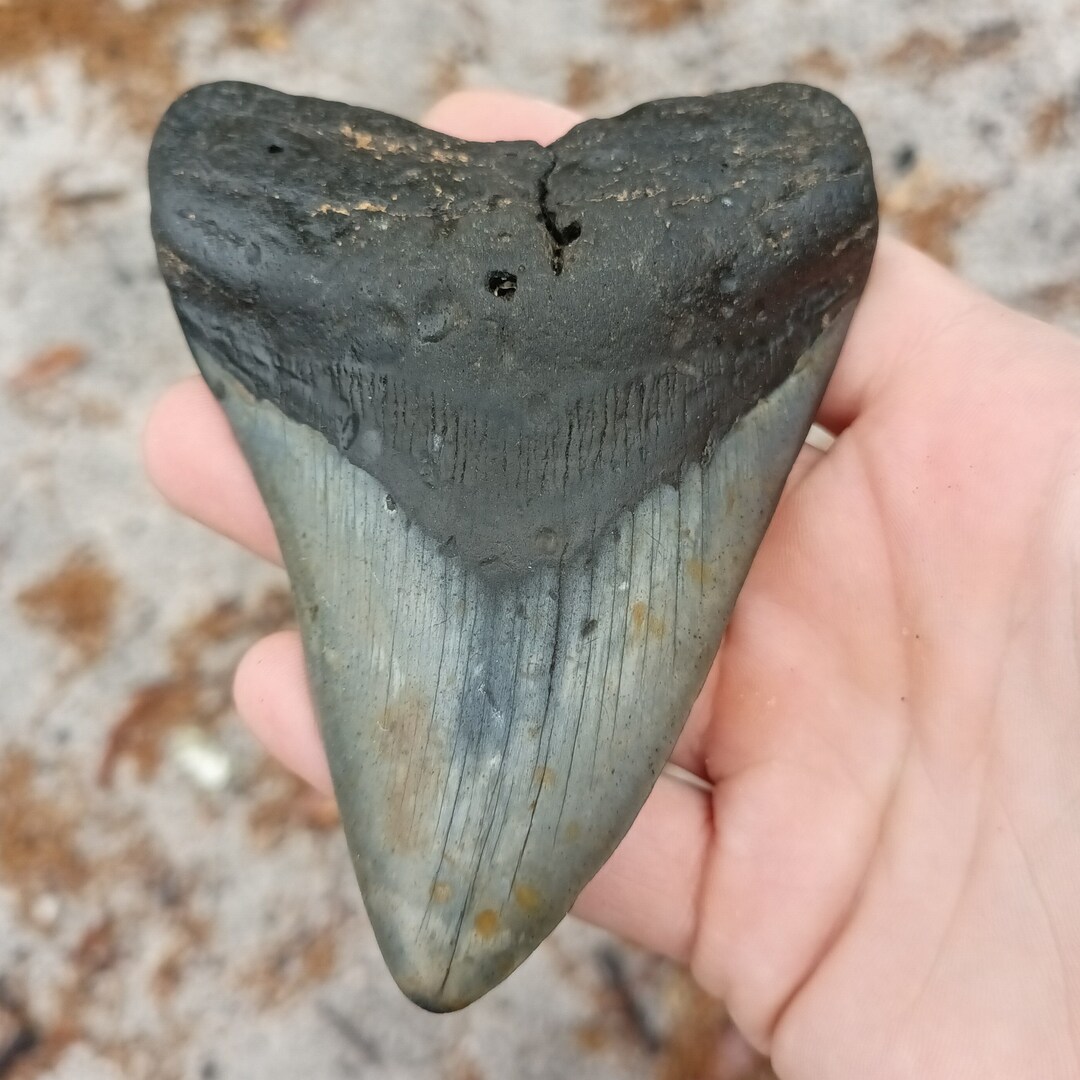Megalodon Tooth - 4.5 Inches. Real Fossil Megalodon Shark Tooth ...