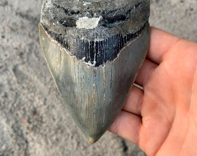 Megalodon Tooth - 4.47 Inches. Real Fossil Megalodon Shark Tooth ...