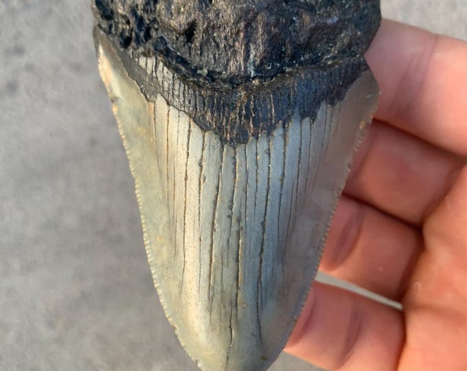 Megalodon Tooth - 3.6 Inches. Real Fossil Megalodon Shark Tooth ...