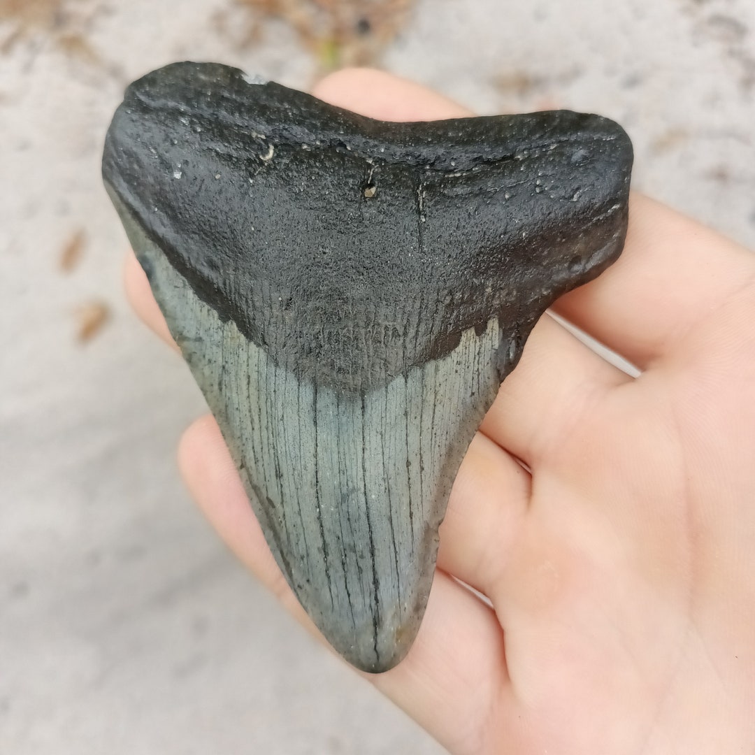 Megalodon Tooth - 3.73 Inches. Real Fossil Megalodon Shark Tooth ...