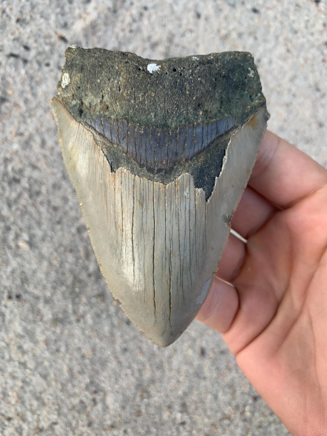 4.53 Inch Megalodon Tooth Fossil: Authentic Meg Teeth Fossils - Etsy ...