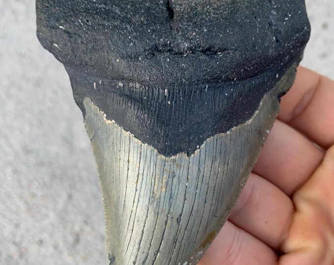 Megalodon Tooth - 4.67 Inches. Real Fossil Megalodon Shark Tooth ...