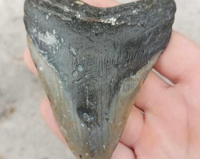 Megalodon Tooth - 3.71 Inches. Real Fossil Megalodon Shark Tooth ...