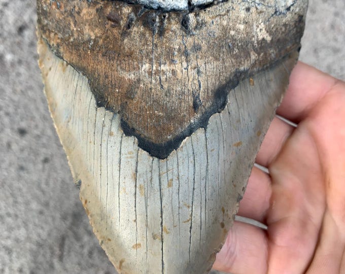 Megalodon Tooth - 5.26 Inches. Real Fossil Megalodon Shark Tooth ...