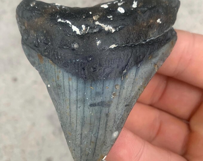 Megalodon Tooth - 2.62 Inches. Real Fossil Megalodon Shark Tooth ...