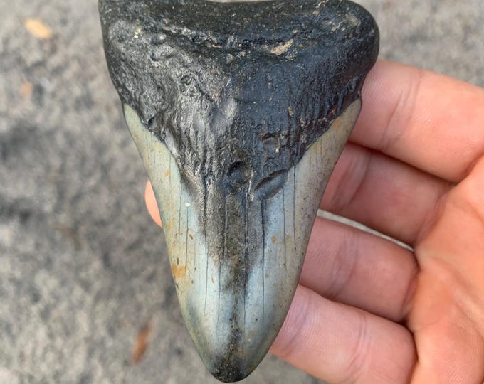 Megalodon Tooth - 3.68 Inches. Real Fossil Megalodon Shark Tooth ...