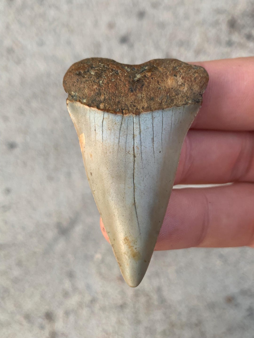 C. Hastalis Mako Fossil Shark Tooth - 2.32 Inches, Huge Fossilized Mako ...