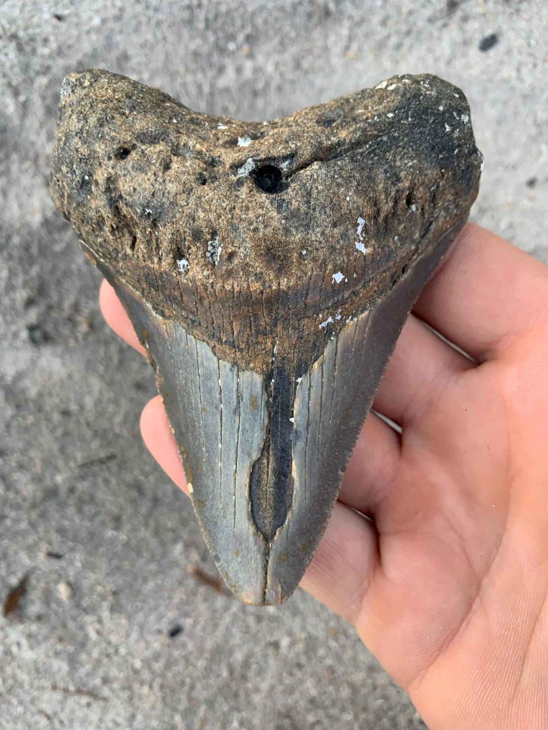 Megalodon Tooth - 4.34 Inches. Real Fossil Megalodon Shark Tooth ...