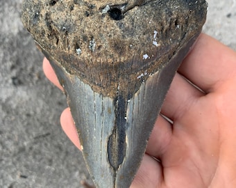 Megalodon Tooth - 4.15 Inches. Real Fossil Megalodon Shark Tooth ...