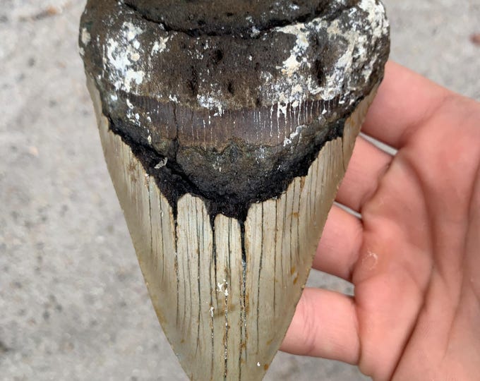 5.07 Inch Fossil Megalodon Shark Tooth, Authentic Meg Teeth, No Repair ...