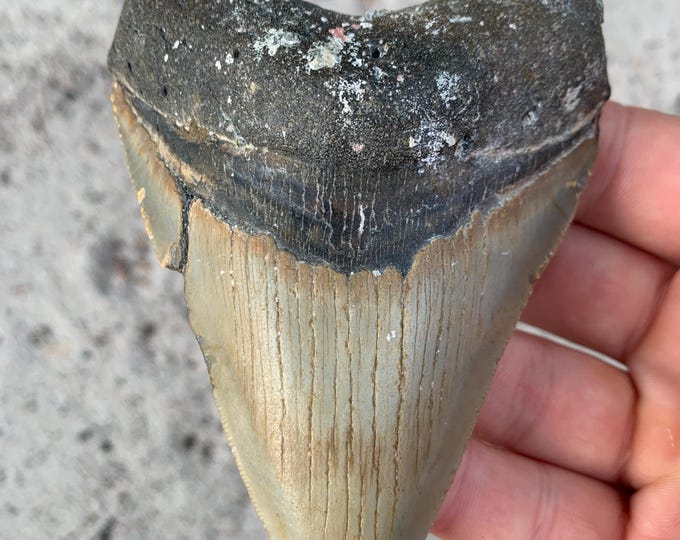 Megalodon Tooth - 4.45 Inches. Real Fossil Megalodon Shark Tooth ...