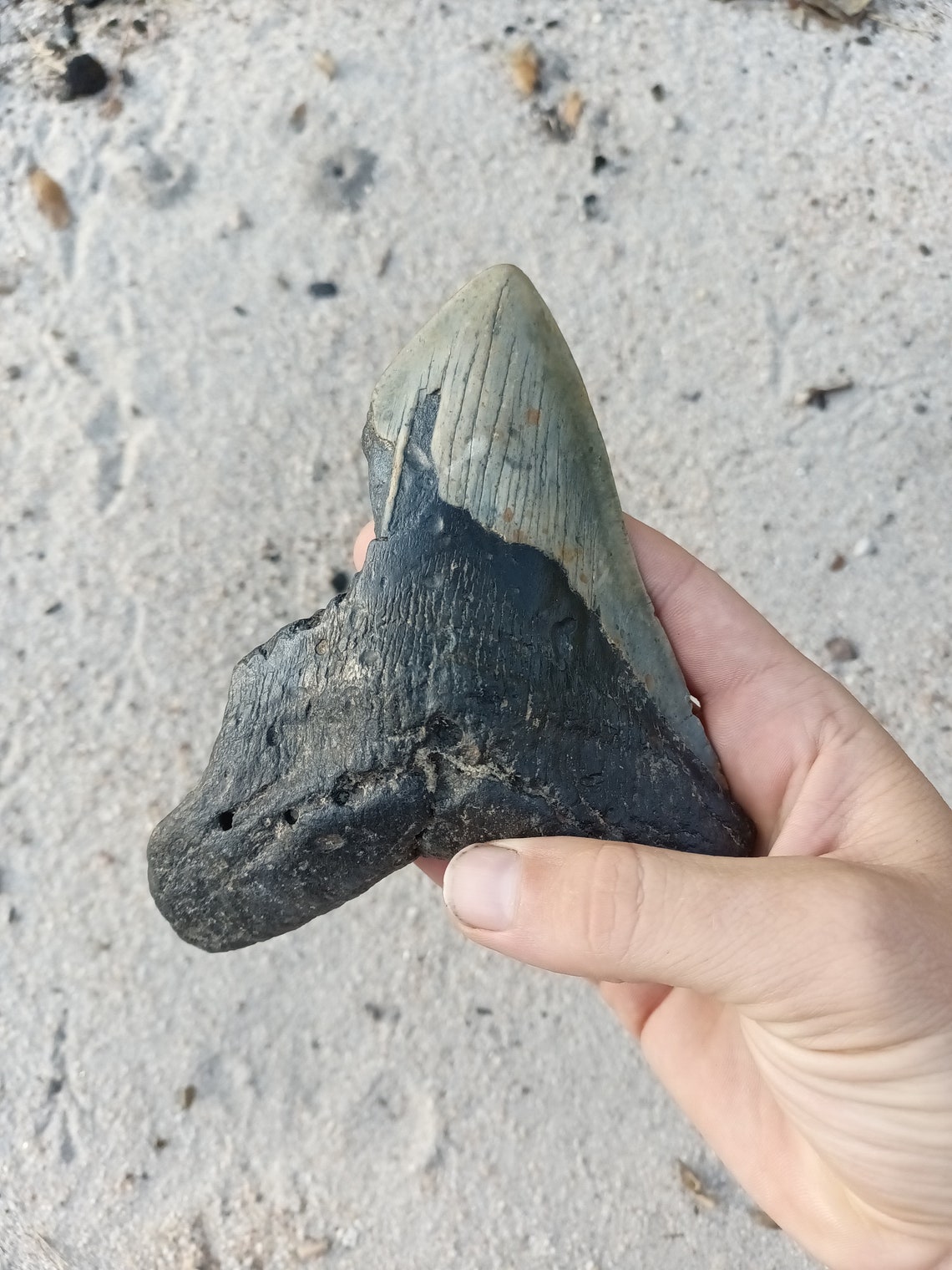 Megalodon Tooth 5.75 Inches. Real Fossil Megalodon Shark Tooth ...