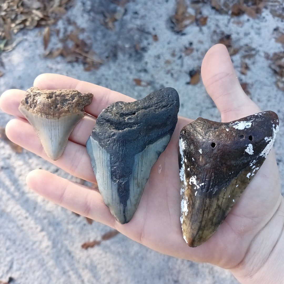 3 Megalodon Shark Teeth - Real Fossil Megalodon Shark Tooth, Authentic ...