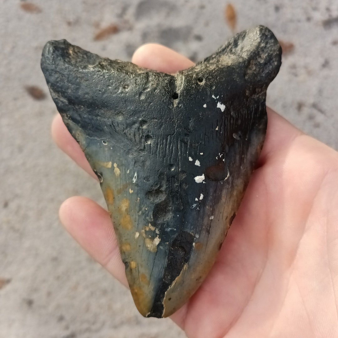 Megalodon Tooth - 4.66 Inches. Real Fossil Megalodon Shark Tooth ...