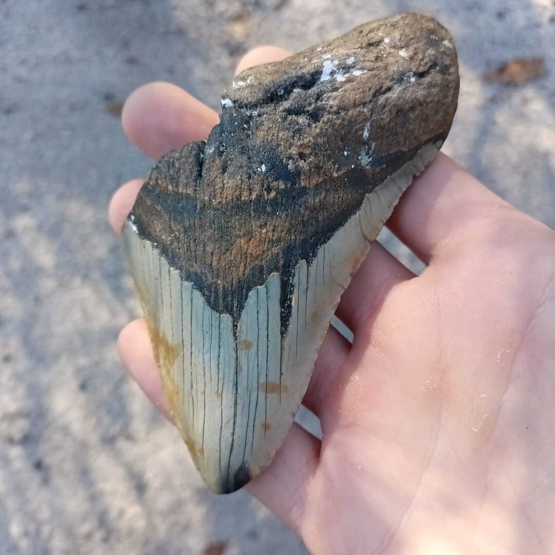 Megalodon Tooth 4.78 Inches. Real Fossil Megalodon Shark Tooth ...