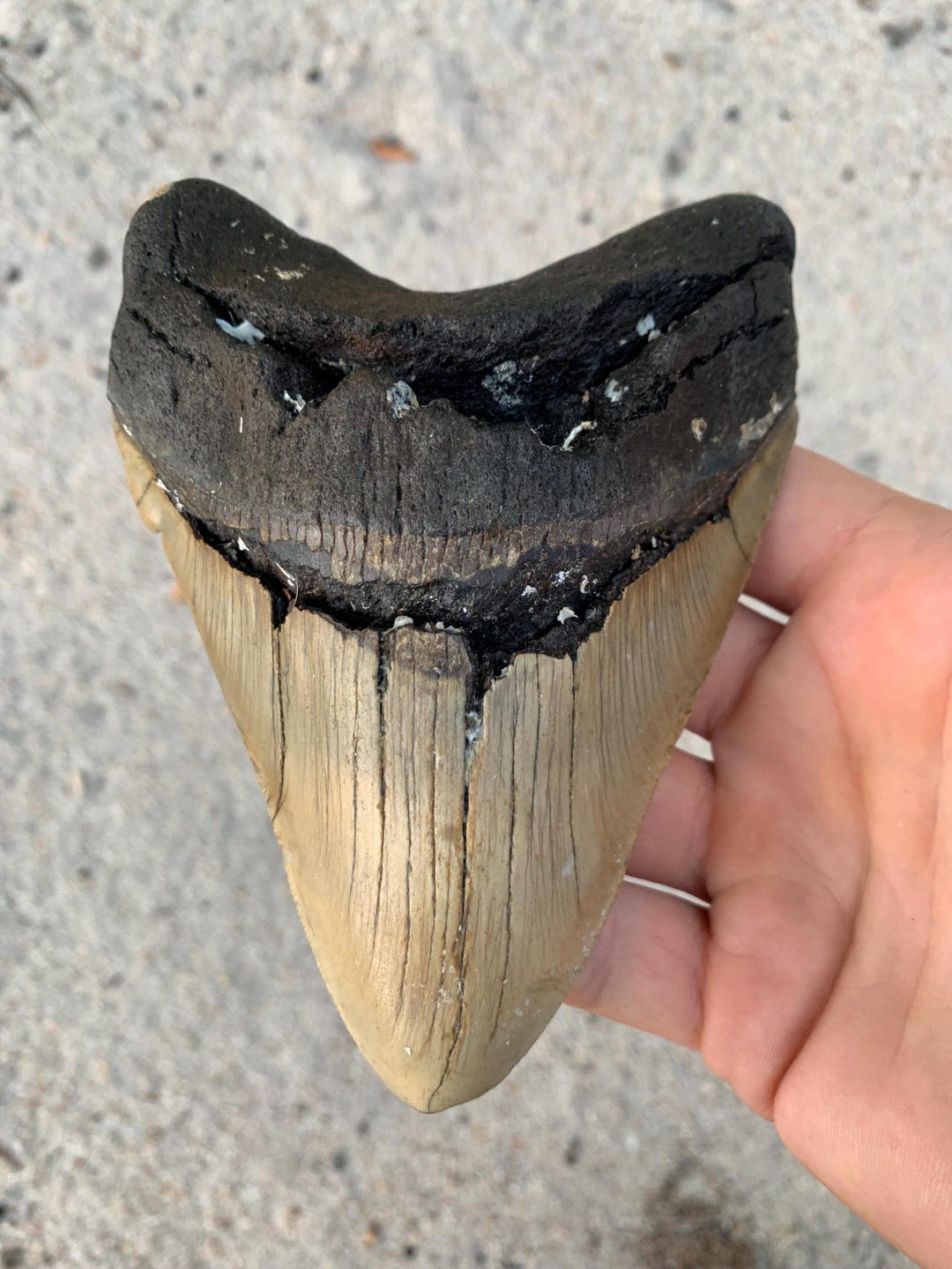 Megalodon Tooth - 5.45 Inches. Real Fossil Megalodon Shark Tooth ...