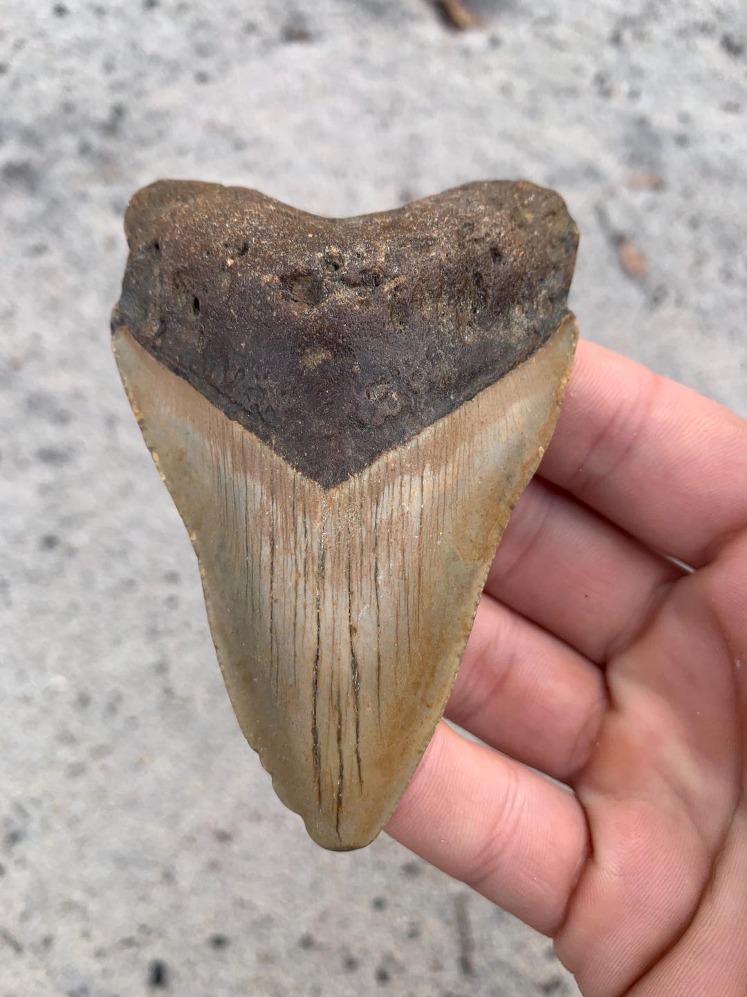 Megalodon Tooth - 3.86 Inches. Real Fossil Megalodon Shark Tooth ...