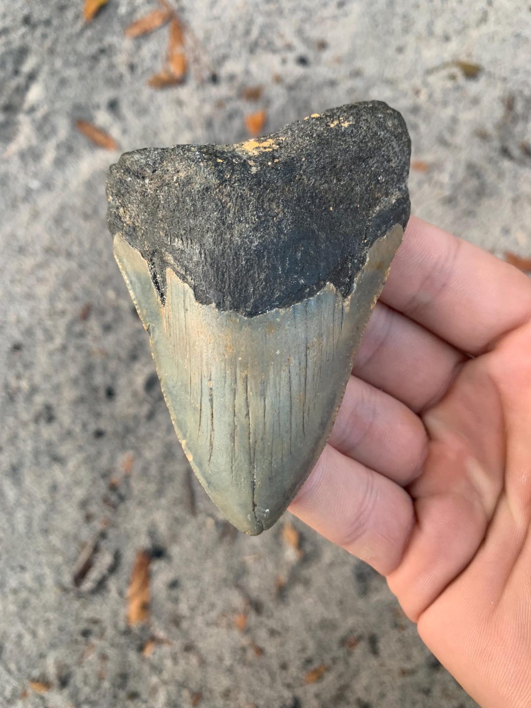 Megalodon Tooth - 3.76 Inches. Real Fossil Megalodon Shark Tooth ...