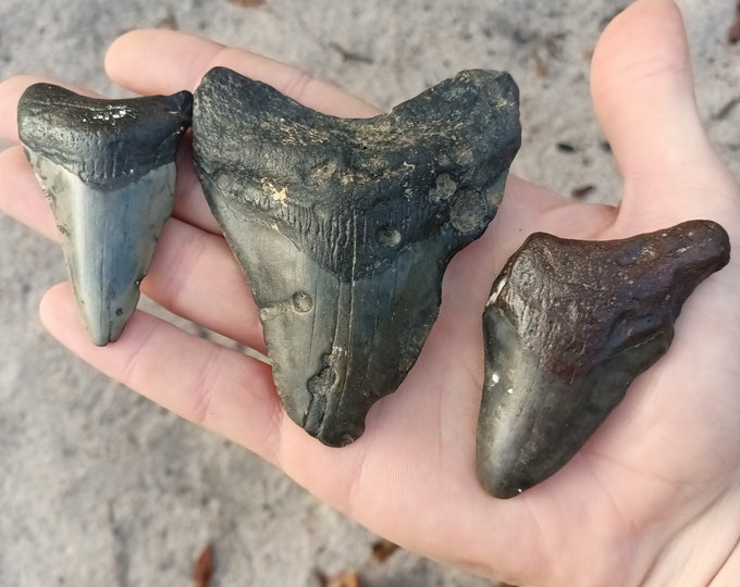 3 Megalodon Shark Teeth - Real Fossil Megalodon Shark Tooth, Authentic ...