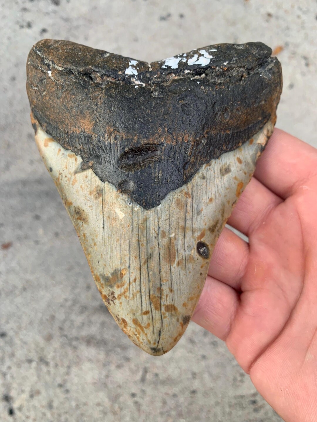 Megalodon Tooth - 4.98 Inches. Real Fossil Megalodon Shark Tooth ...