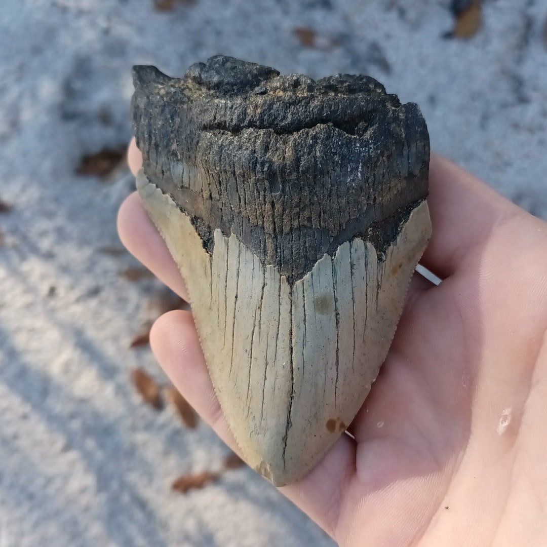 Megalodon Tooth - 4.04 Inches. Real Fossil Megalodon Shark Tooth ...