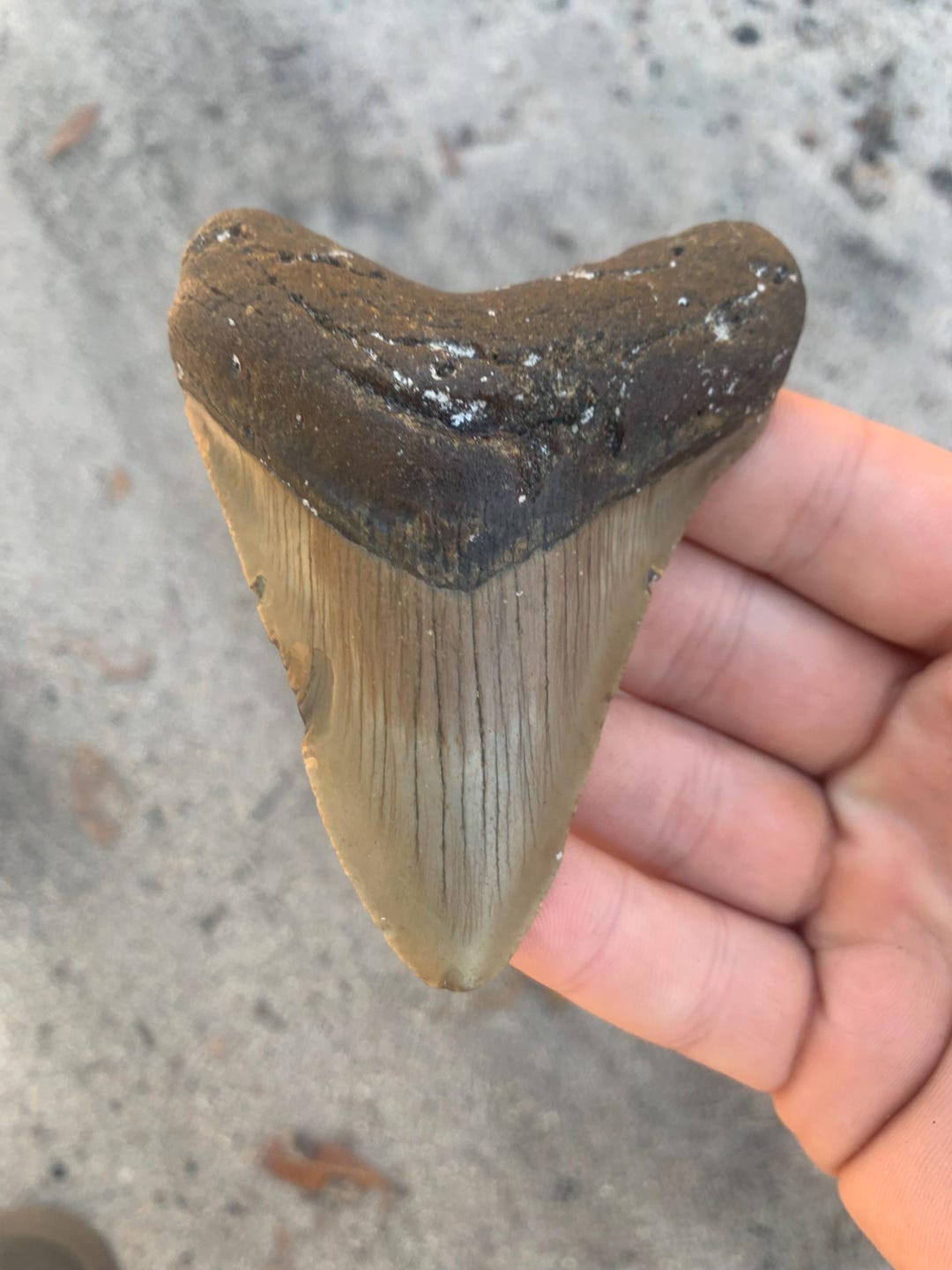 Megalodon Tooth - 3.69 Inches. Real Fossil Megalodon Shark Tooth ...