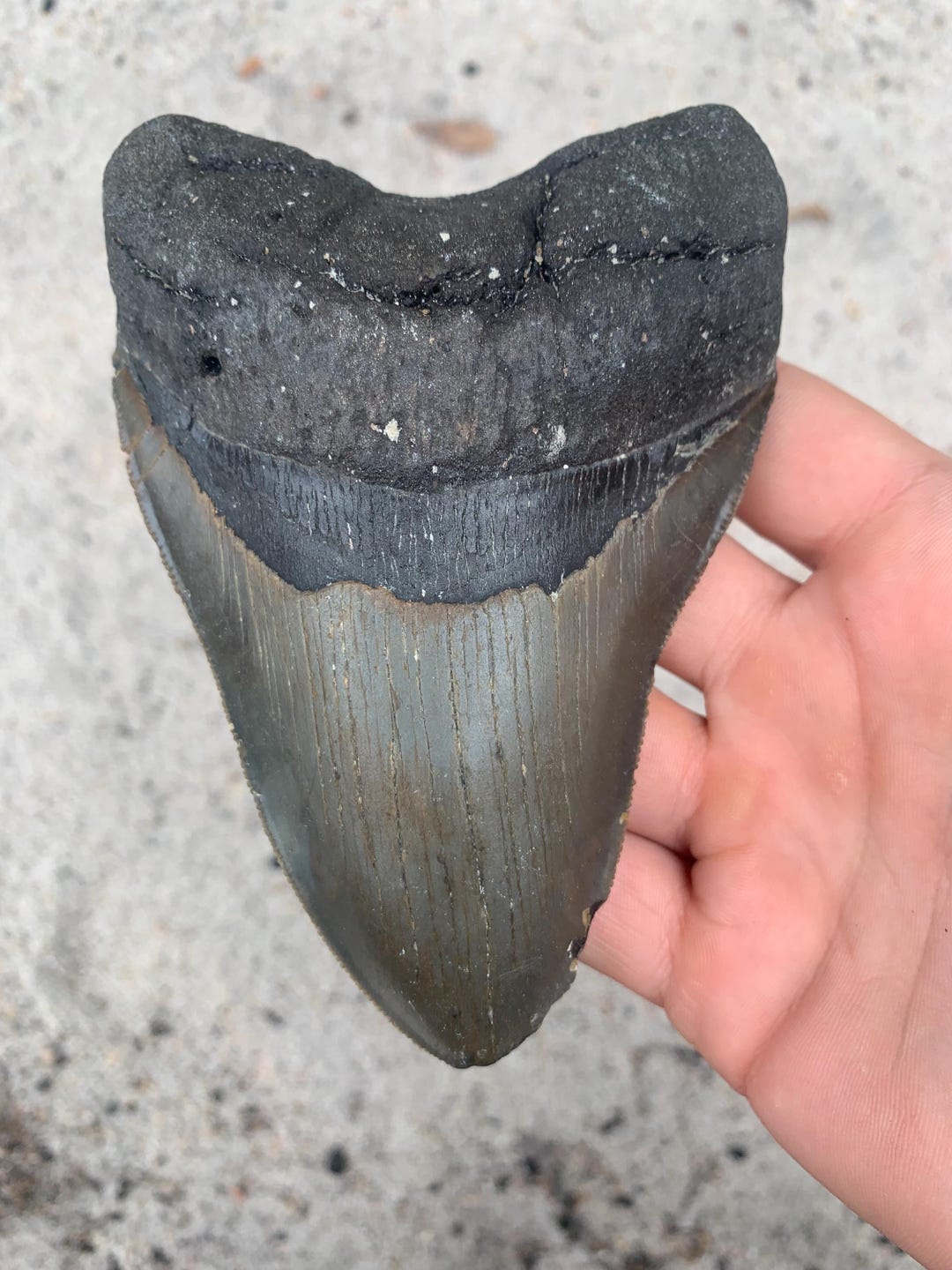 Megalodon Tooth - 5.3 Inches. Real Fossil Megalodon Shark Tooth ...