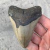 Megalodon Tooth - 3.94 Inches. Real Fossil Megalodon Shark Tooth ...