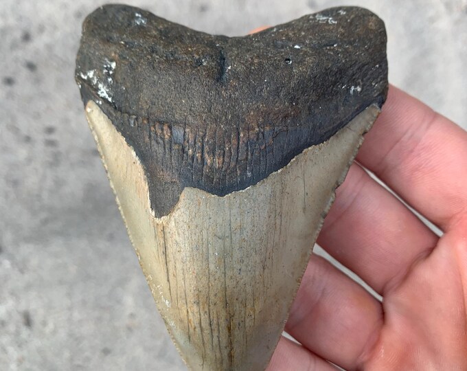 Megalodon Tooth - 4.01 Inches - Real Otodus Megalodon, Authentic Shark ...