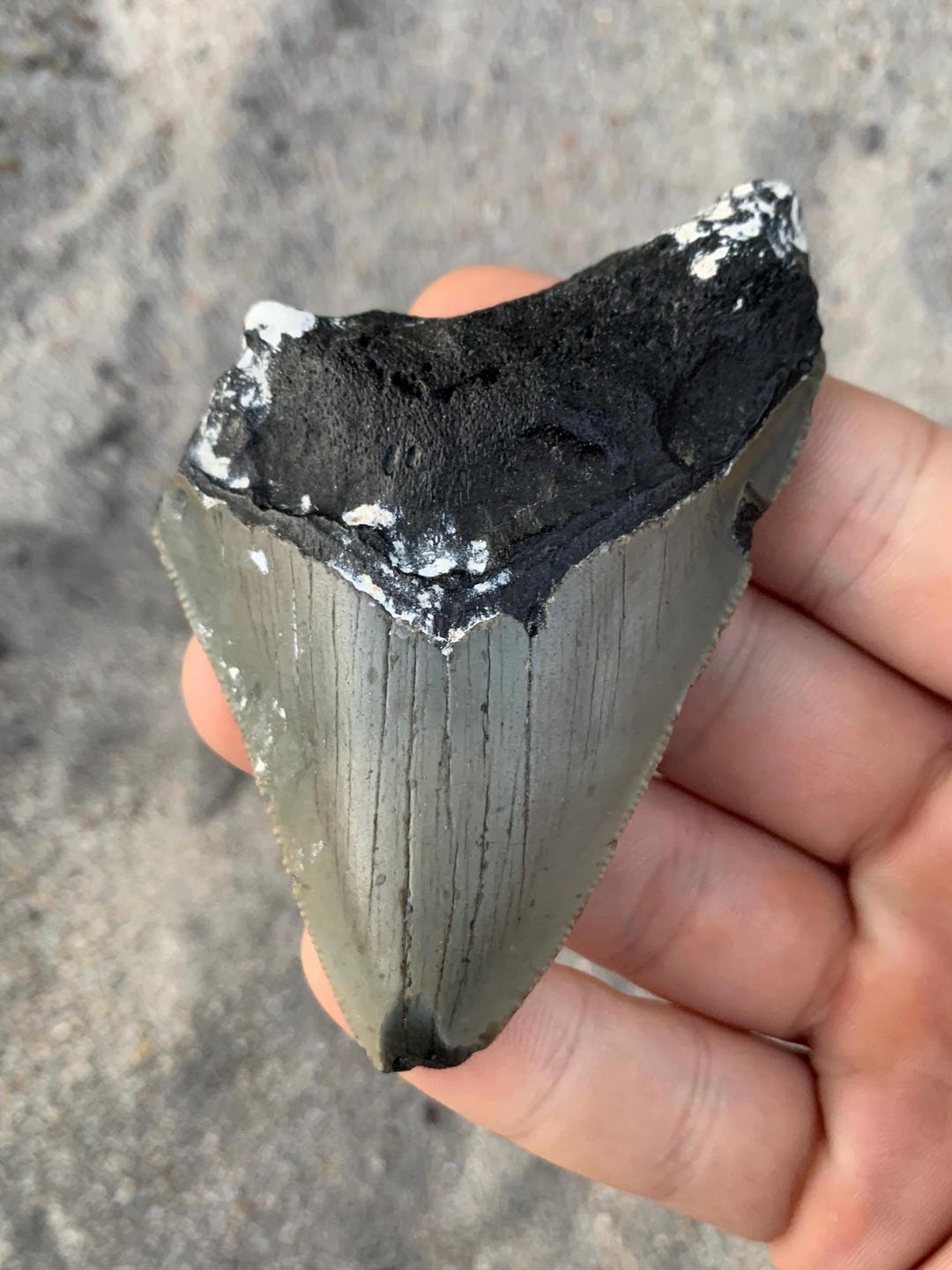 Megalodon Tooth - 3.51 Inches. Real Fossil Megalodon Shark Tooth ...