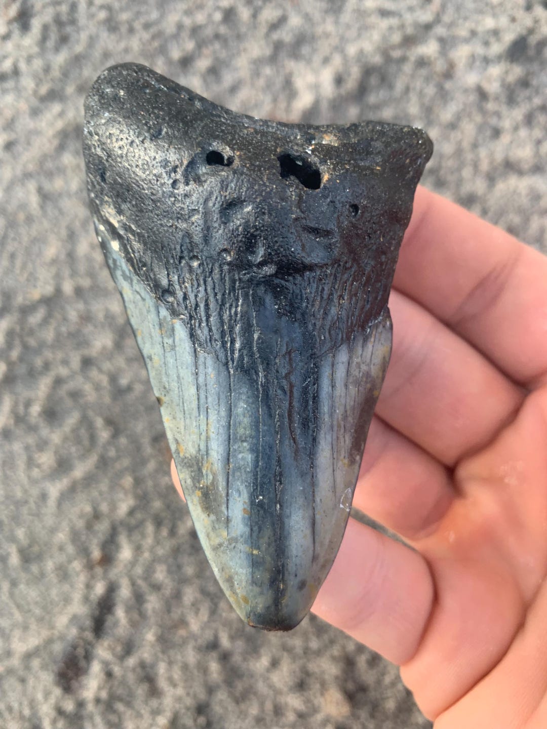 Megalodon Tooth 3.91 Inches. Real Fossil Megalodon Shark Tooth ...