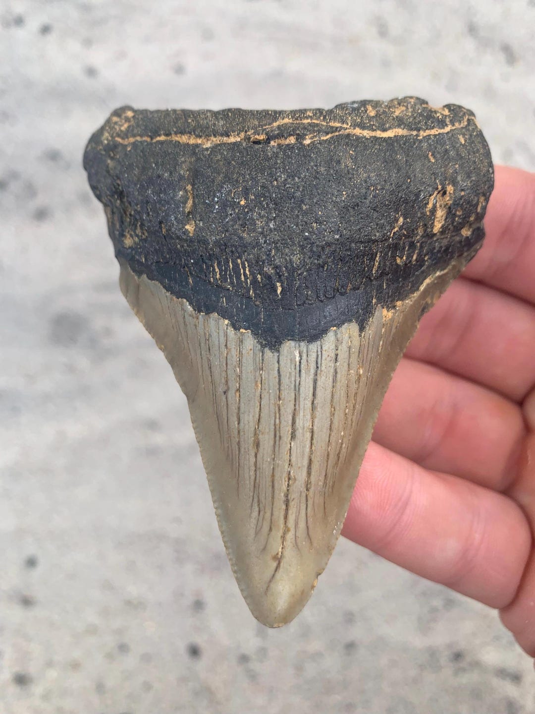 Megalodon Tooth - 3.6 Inches. Real Fossil Megalodon Shark Tooth ...