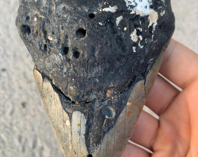 Megalodon Tooth - 4.82 Inches. Real Fossil Megalodon Shark Tooth ...